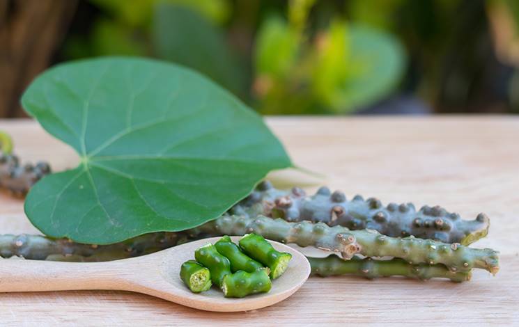 Explore the Benefits of Giloy for Better Health | Dr. Vaidya's – Dr ...