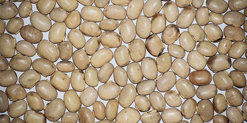 Kaunch Beej Benefits: Uses and Side Effects | Dr. Vaidya's