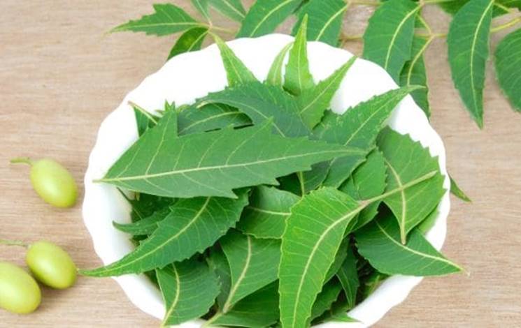 Neem Benefits: The Role of Neem in Ayurvedic Medicine & Treatment